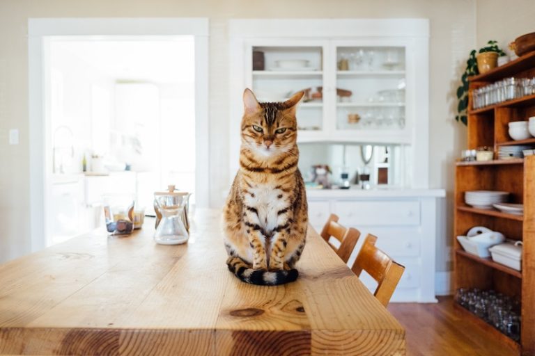 Design a Pet-Friendly Kitchen with These Tips - T&G Builders